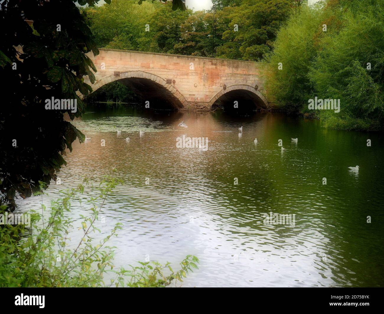 Bridge over the river in Tamworth park Stock Photo - Alamy