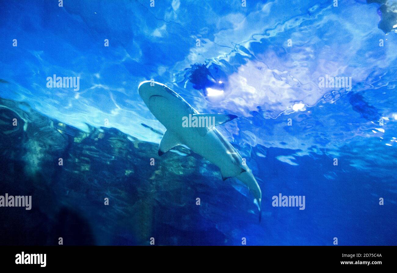 Shark from below hi-res stock photography and images - Alamy