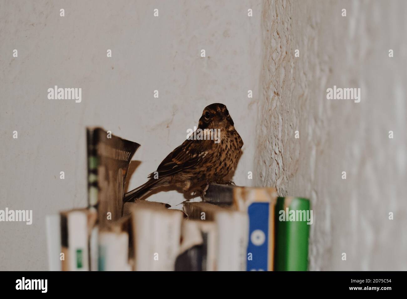 Birds flying inside my head hi-res stock photography and images - Alamy