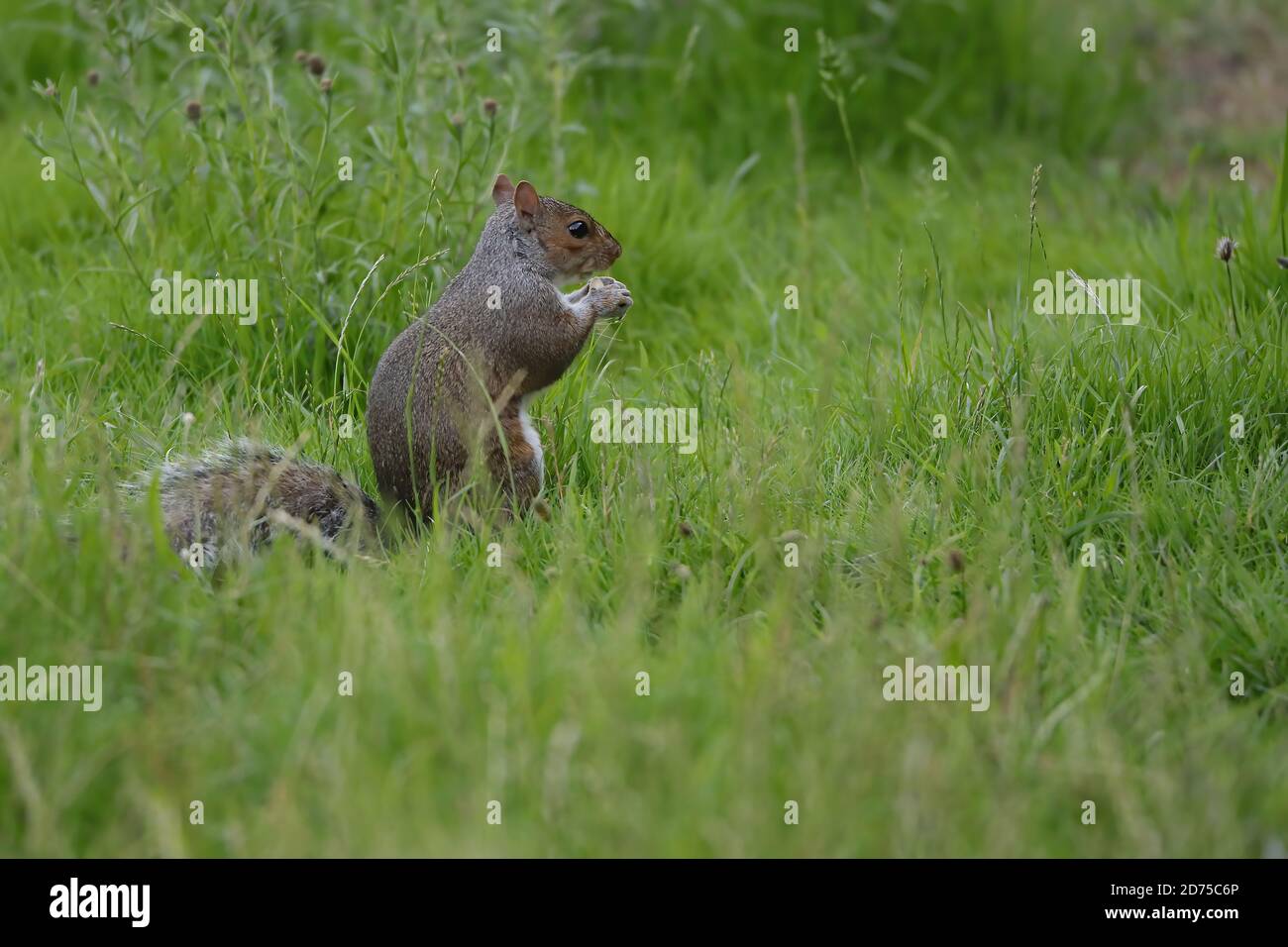 Cute Squirrel sitting Stock Photo - Alamy