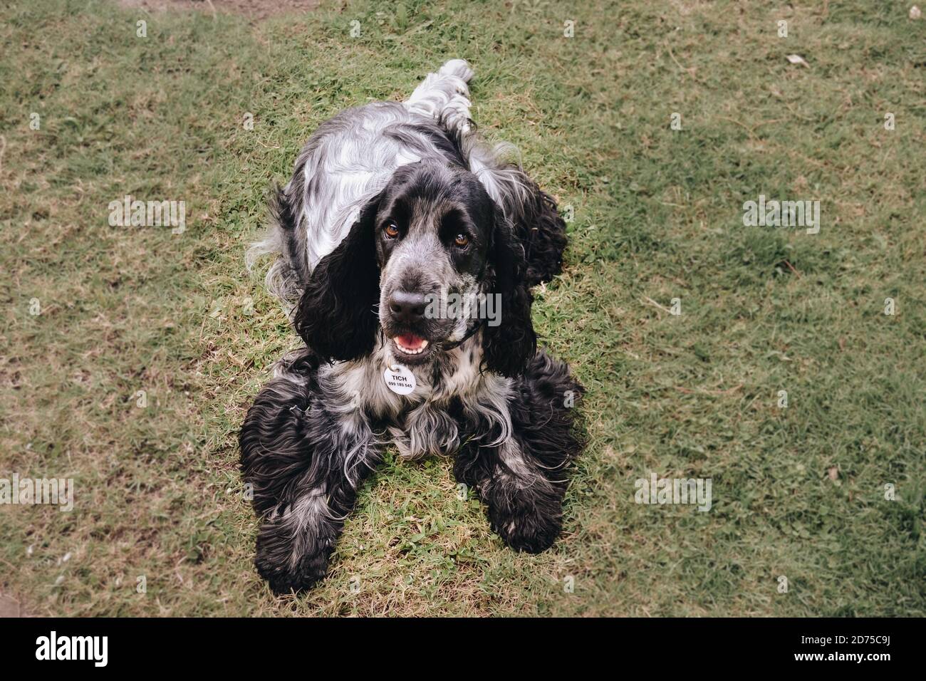 Black and white cocker spaniel Stock Photo - Alamy