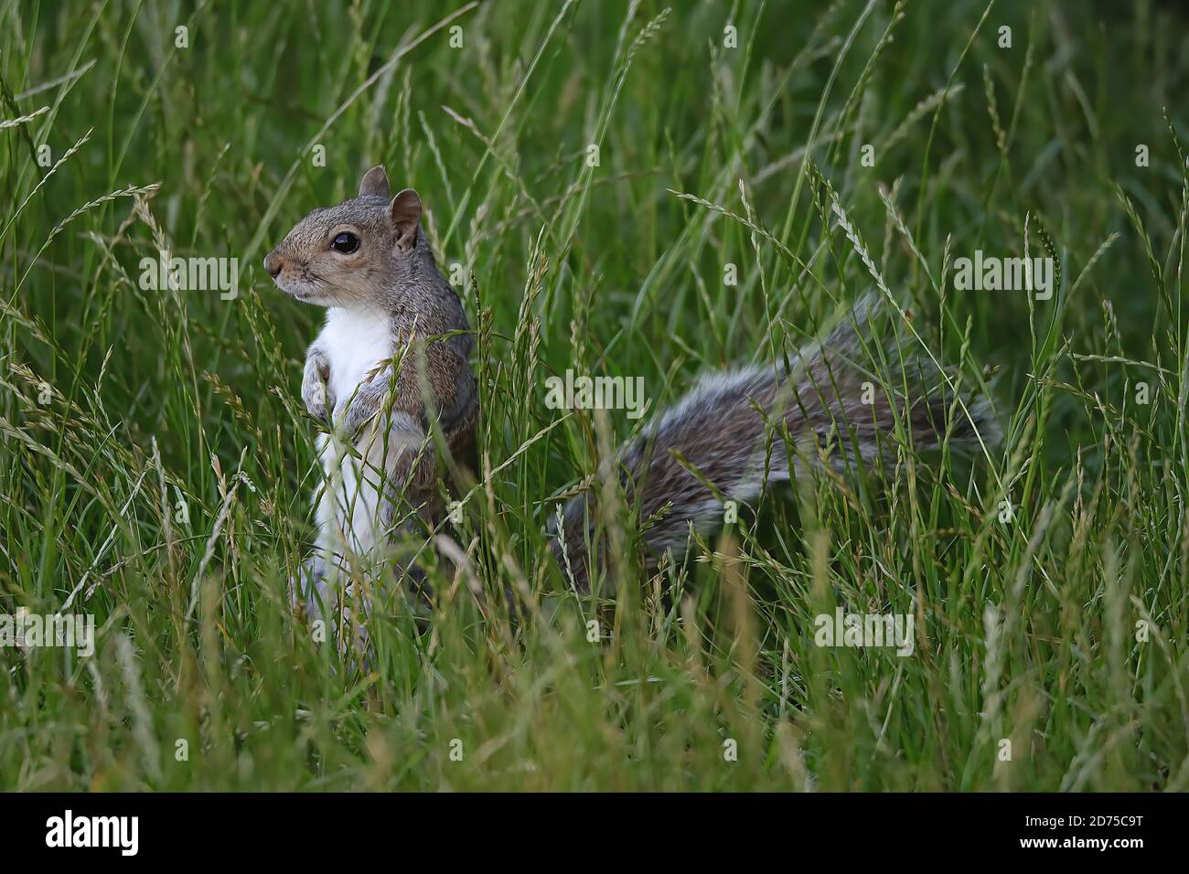 Cute Squirrel sitting Stock Photo - Alamy