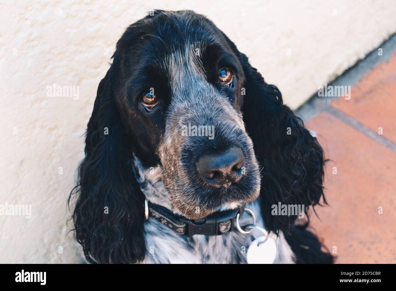 Black and white cocker spaniel Stock Photo - Alamy