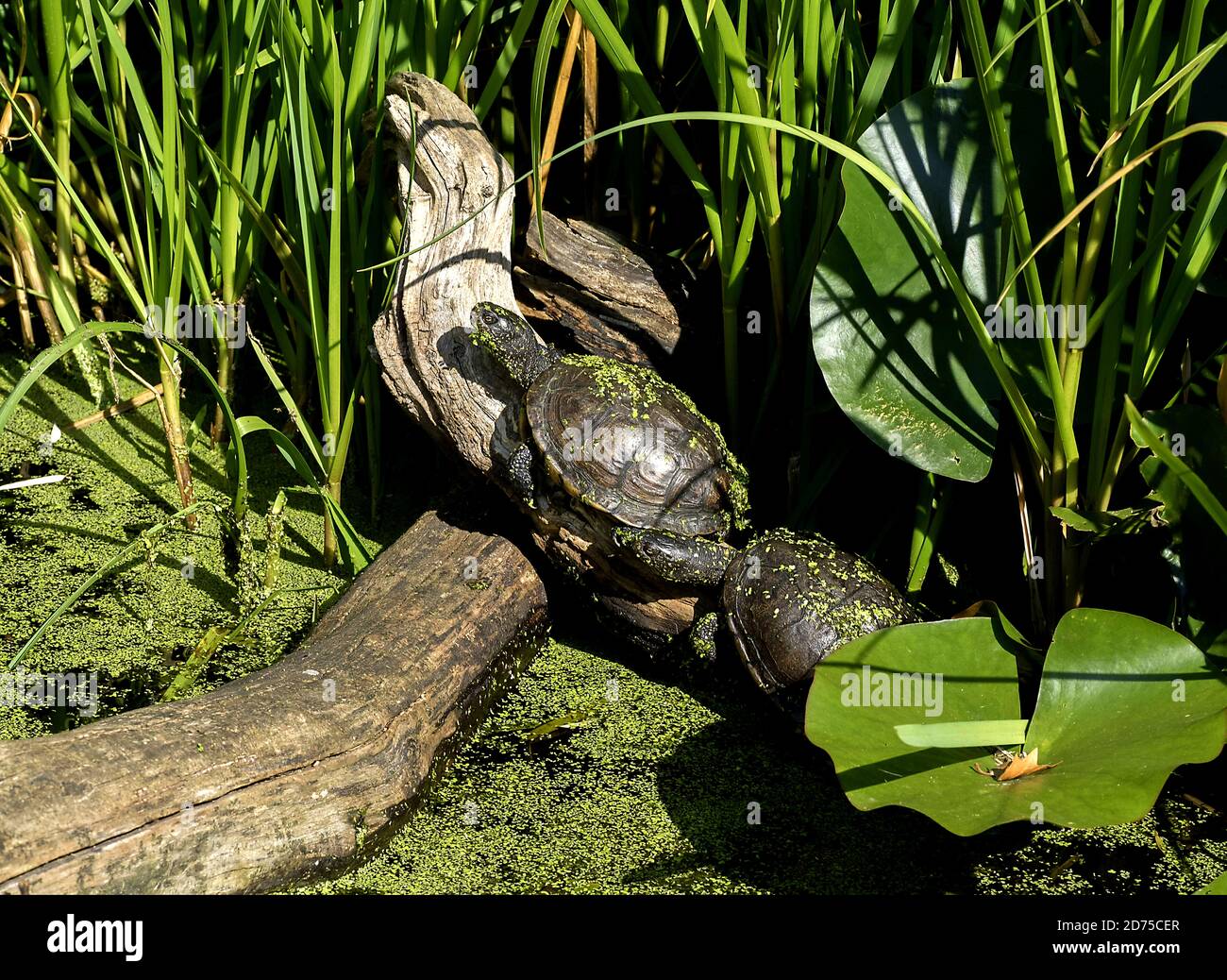 Two turtles climbing up a tree stump out of the water Stock Photo - Alamy