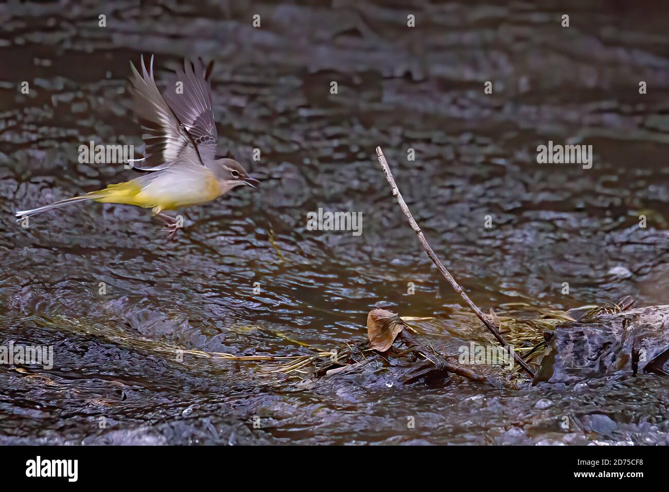 Wagtail in flight over river Stock Photo - Alamy