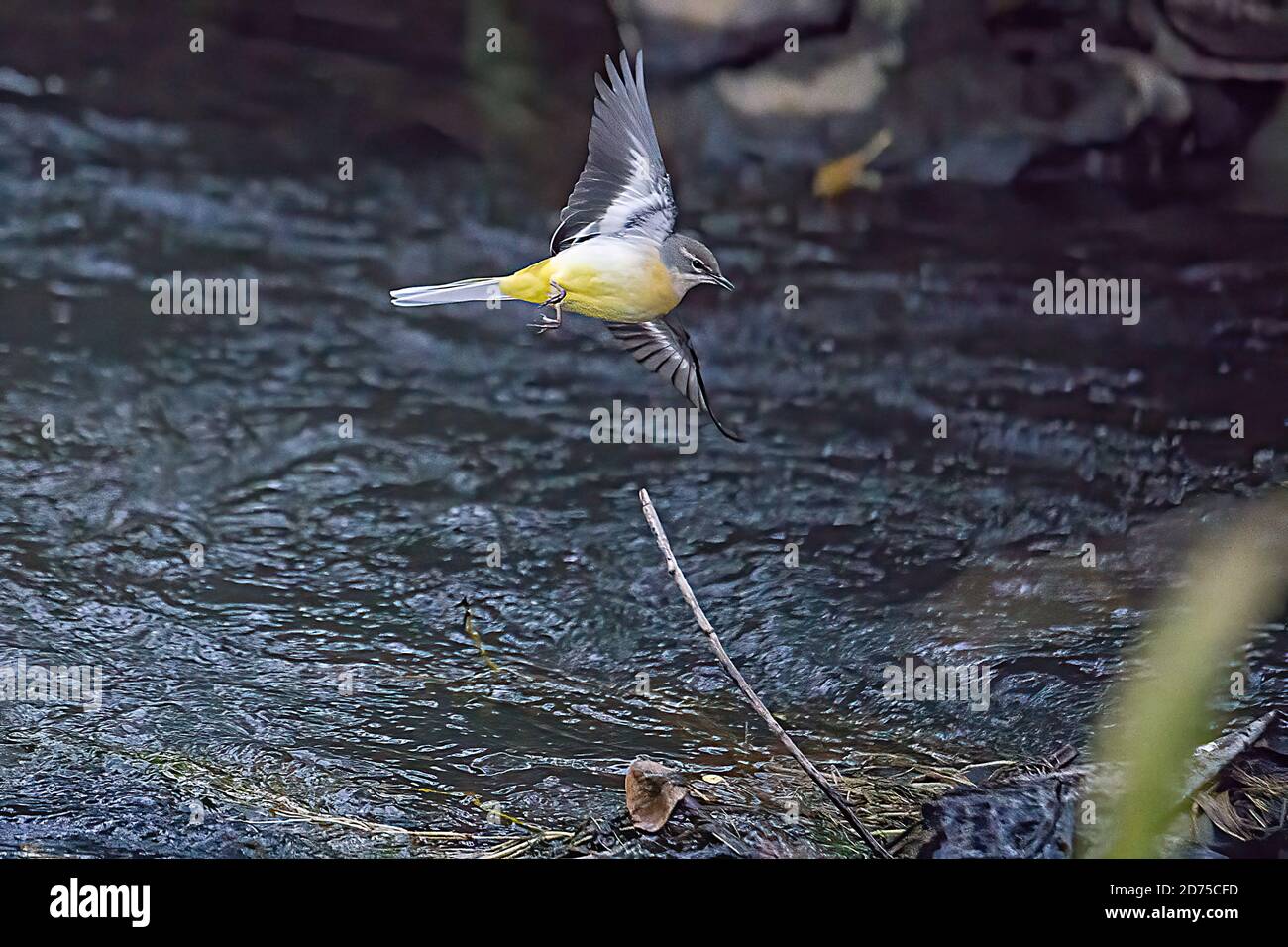 Wagtail in flight over river Stock Photo - Alamy