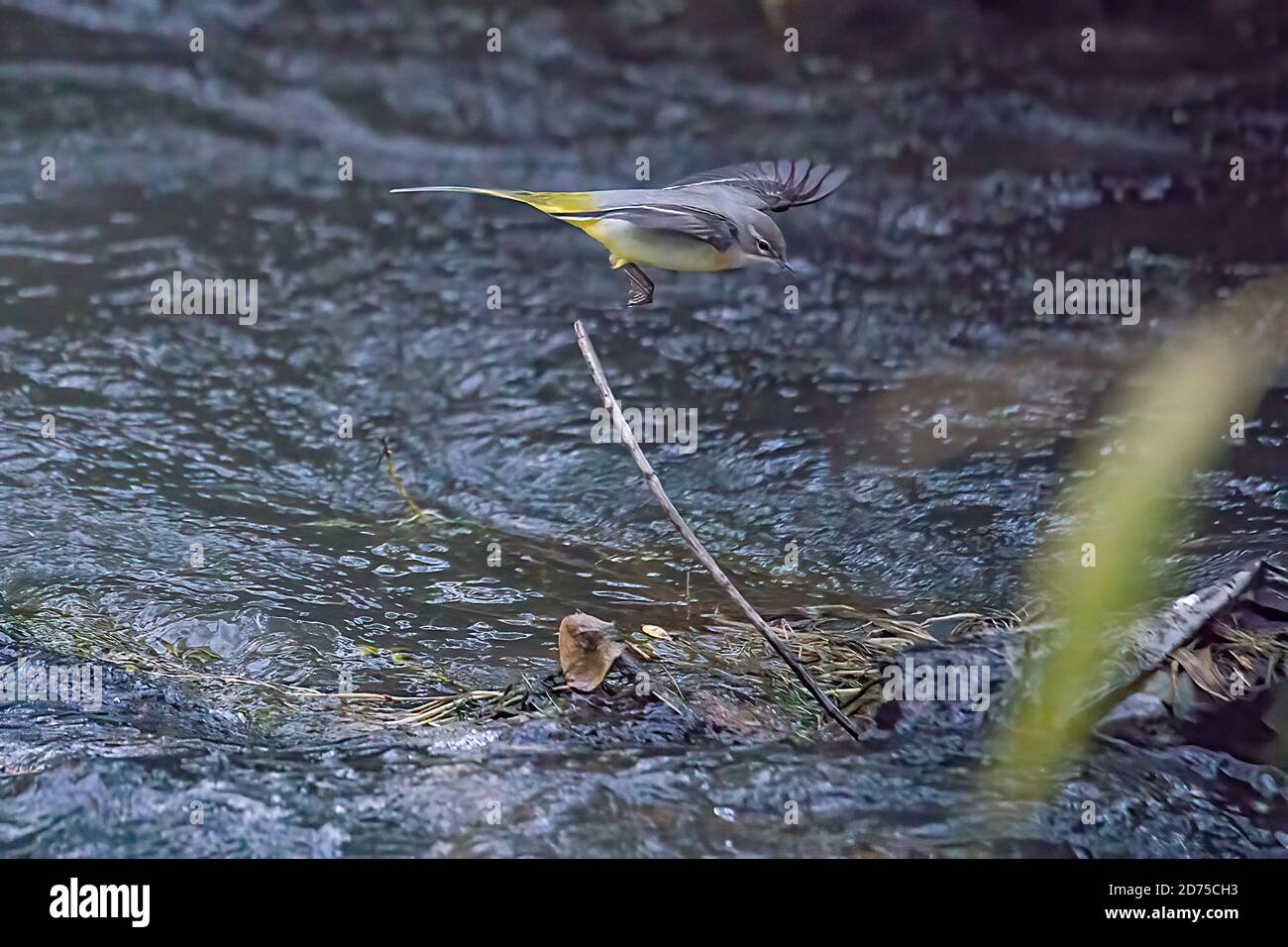Yellow wagtail flying hi-res stock photography and images - Alamy