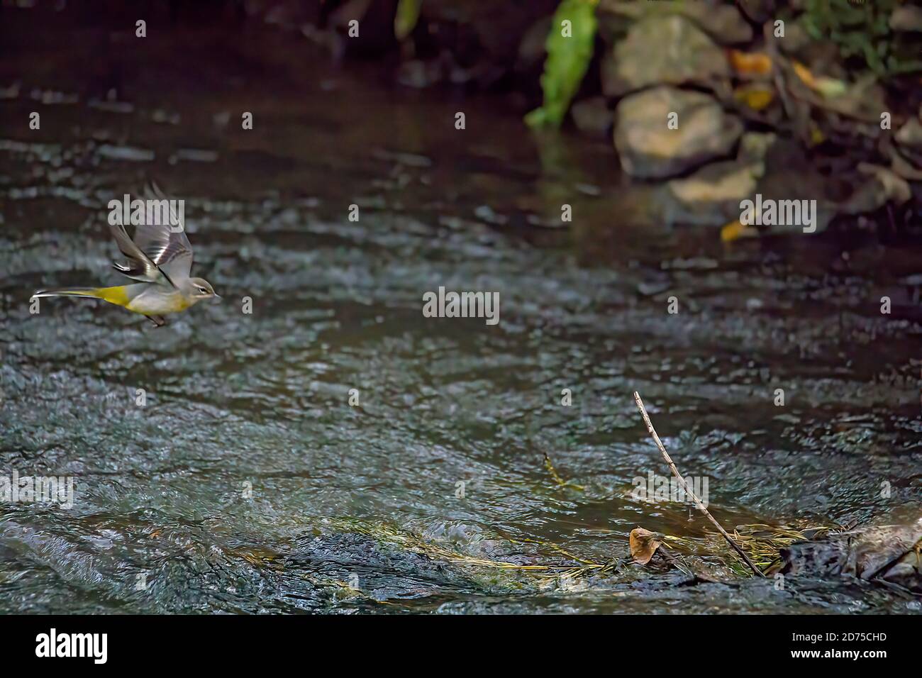 Wagtail in flight over a river Stock Photo - Alamy
