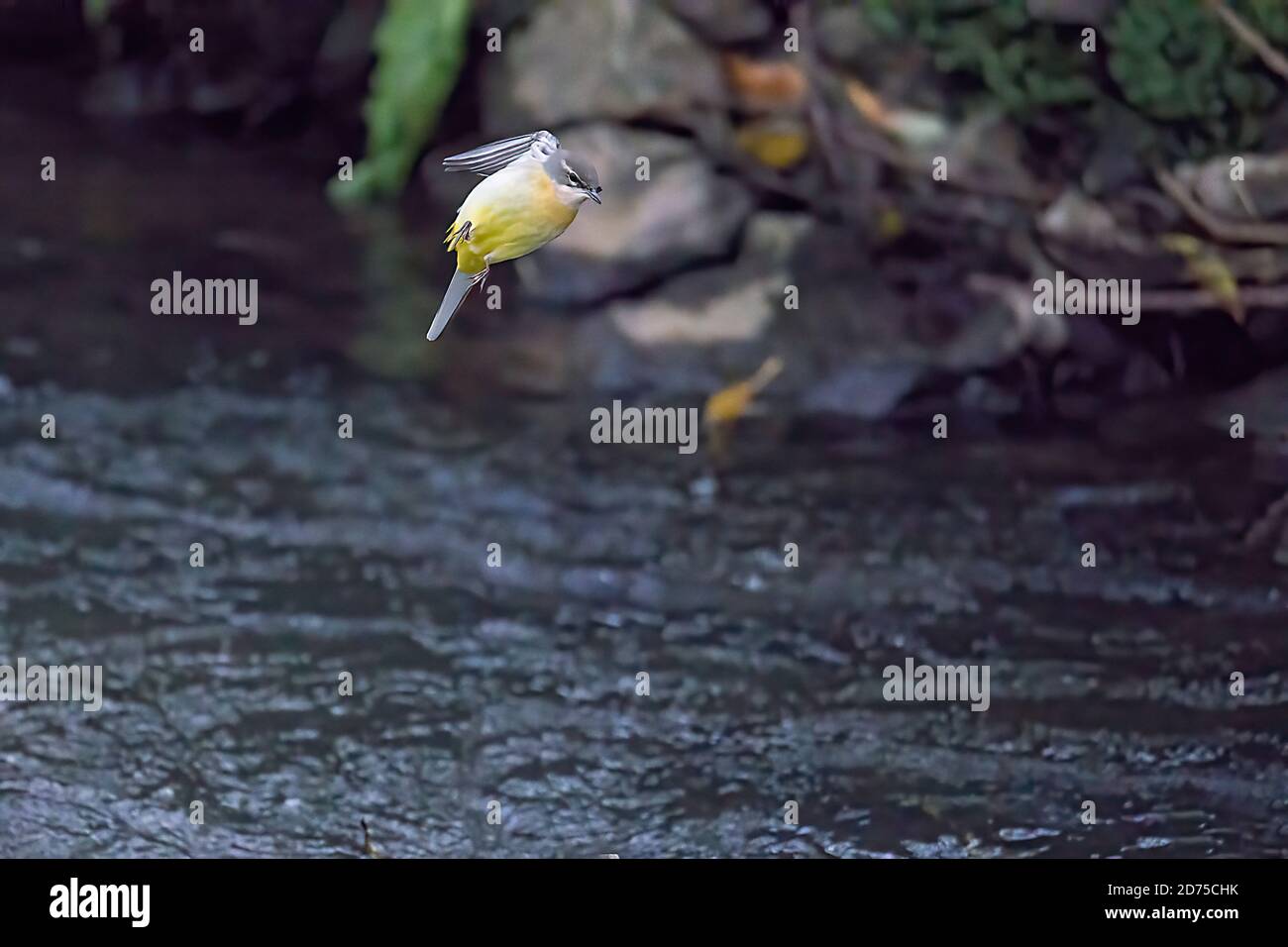 Yellow wagtail in flight hi-res stock photography and images - Alamy