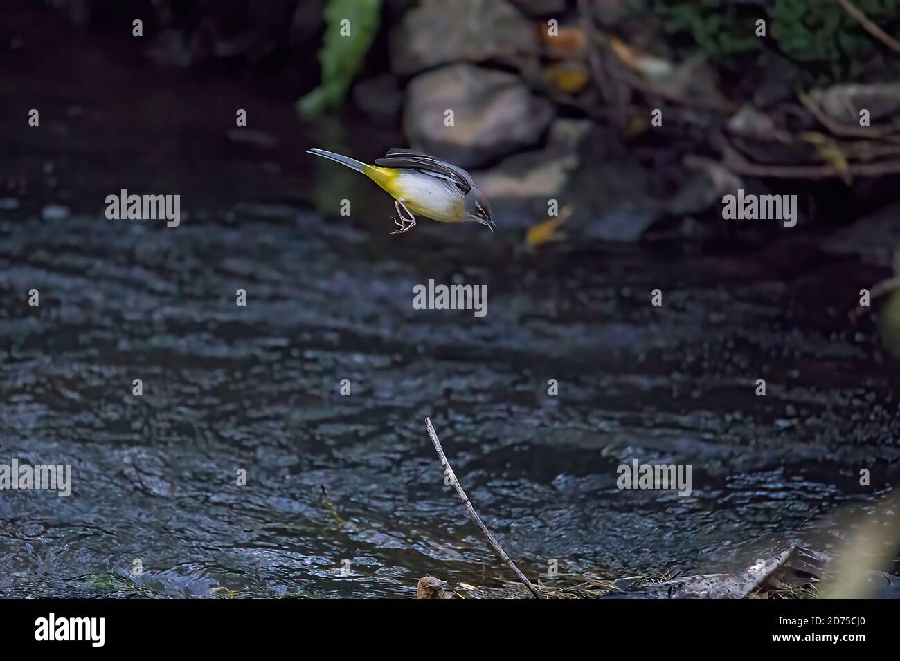 Wagtail in flight over a river Stock Photo - Alamy