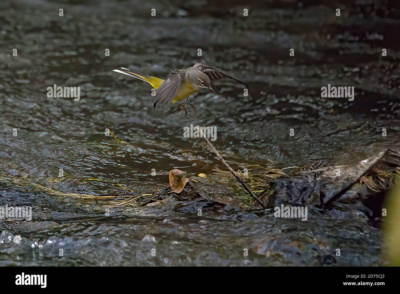 Wagtail in flight over a river Stock Photo - Alamy
