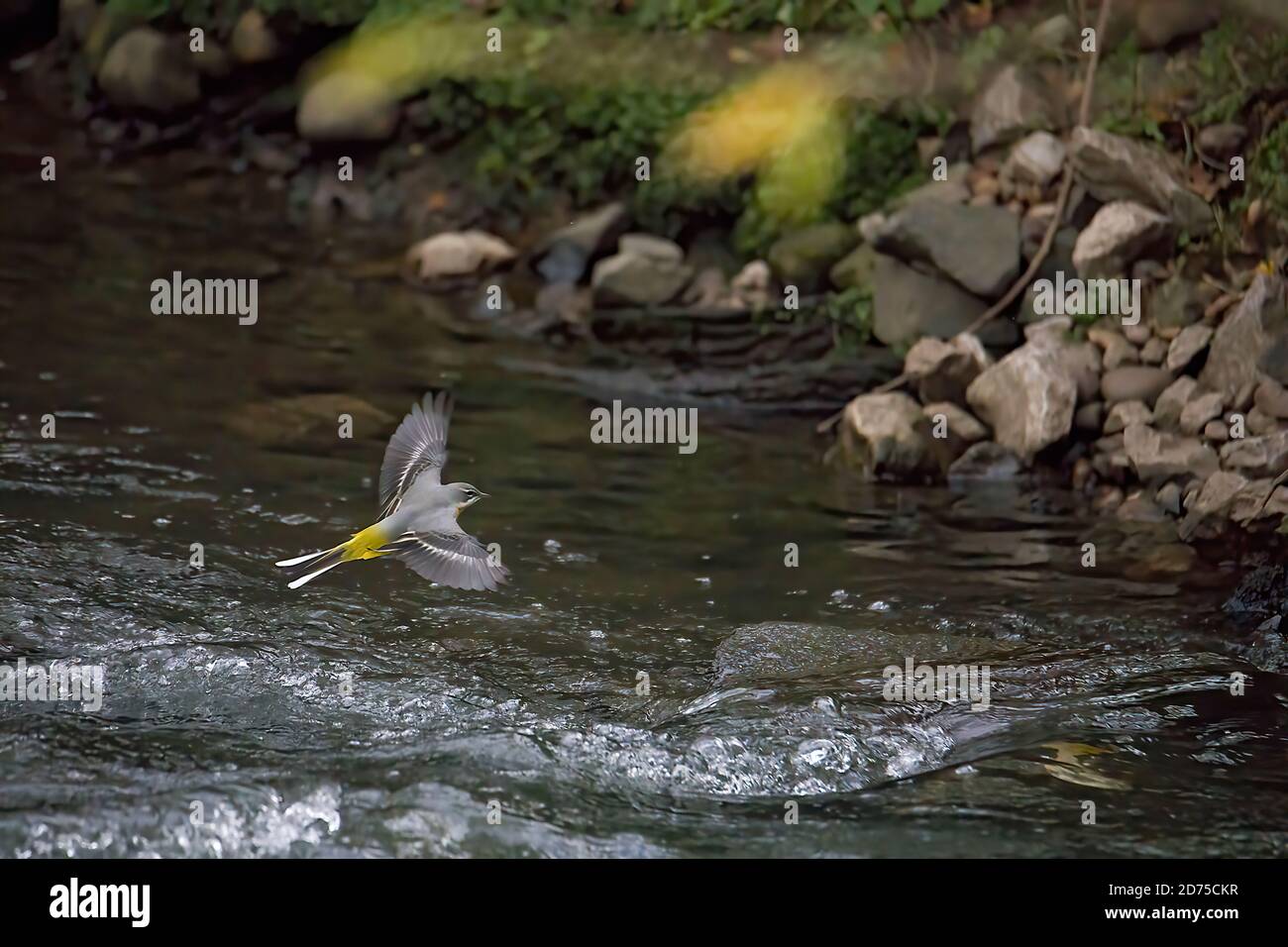 Wagtail in flight over a river Stock Photo - Alamy