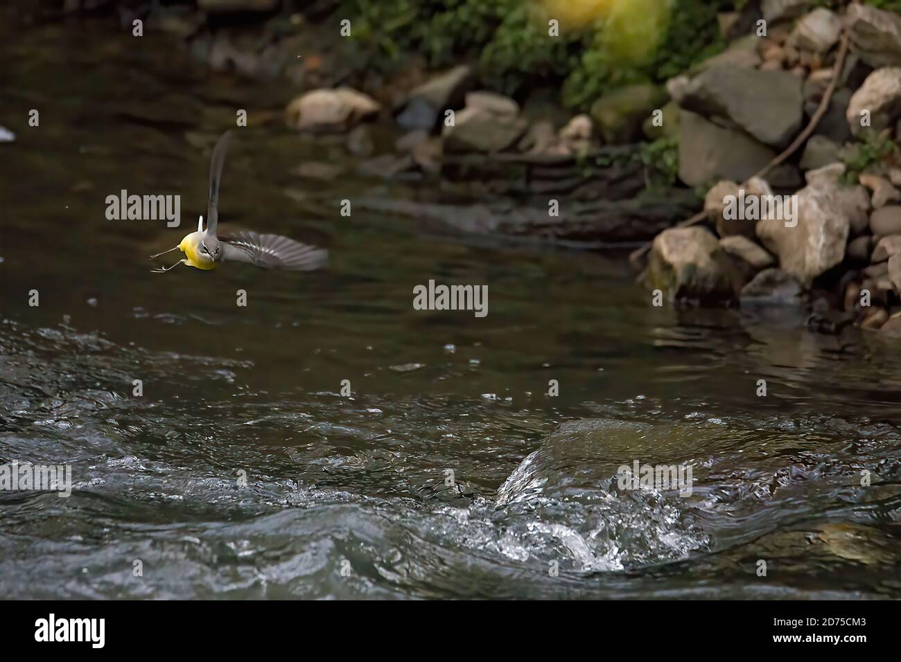 Wagtail in flight over a river Stock Photo - Alamy