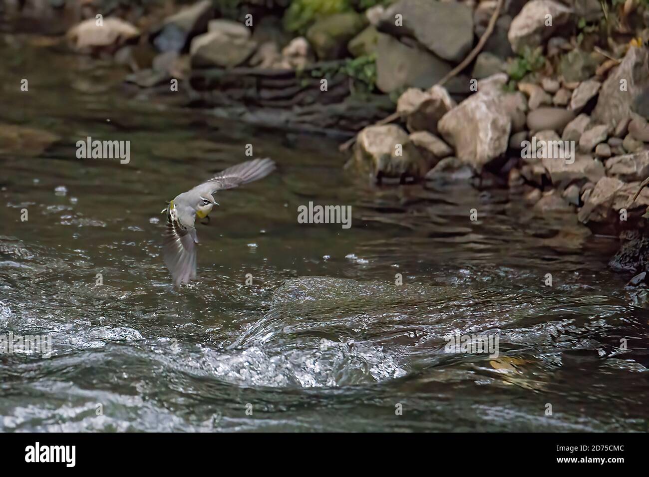 Wagtail in flight over a river Stock Photo - Alamy