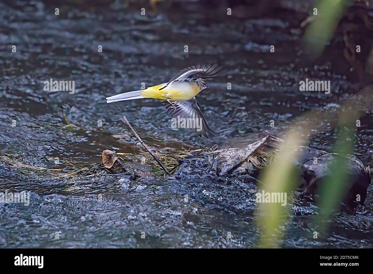 Wagtail in flight over a river Stock Photo - Alamy