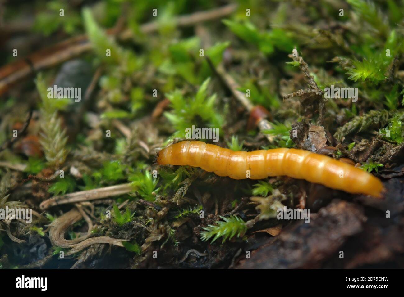 Wireworm High Resolution Stock Photography and Images - Alamy
