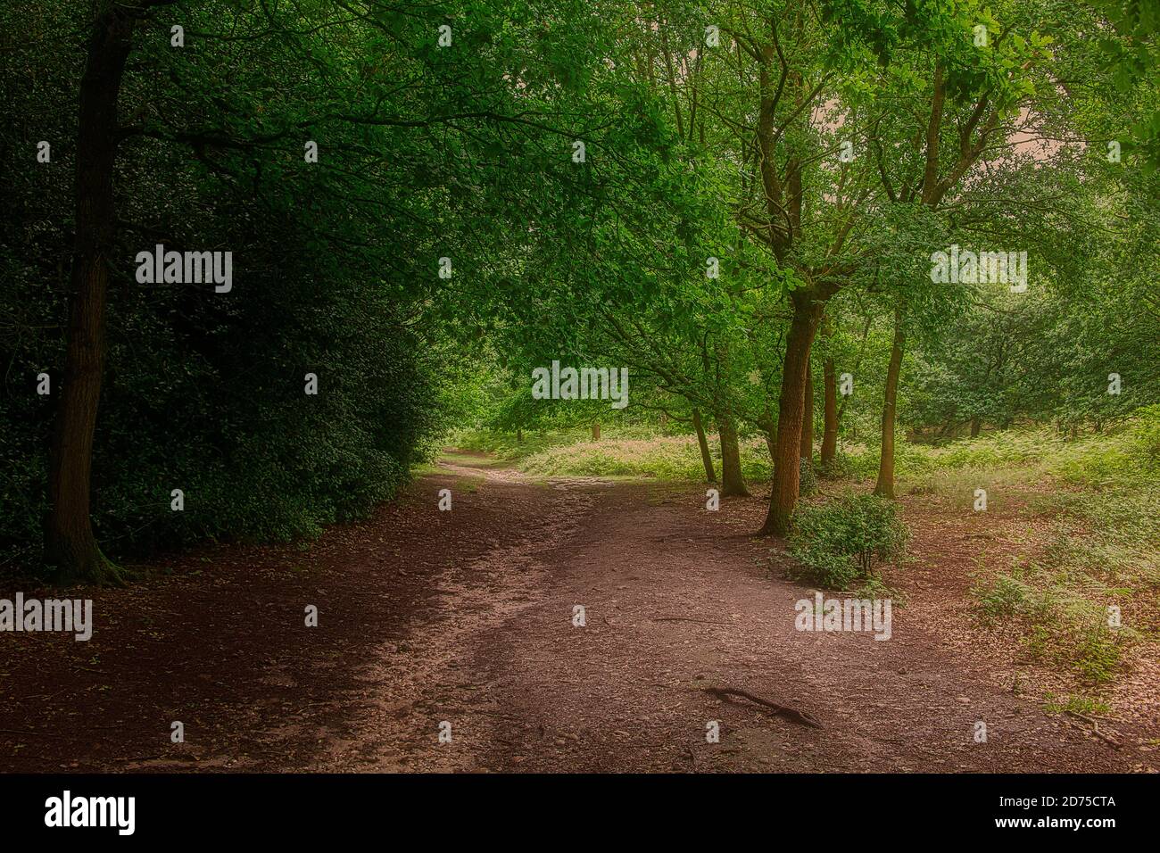 Woodland walk landscape hi-res stock photography and images - Alamy