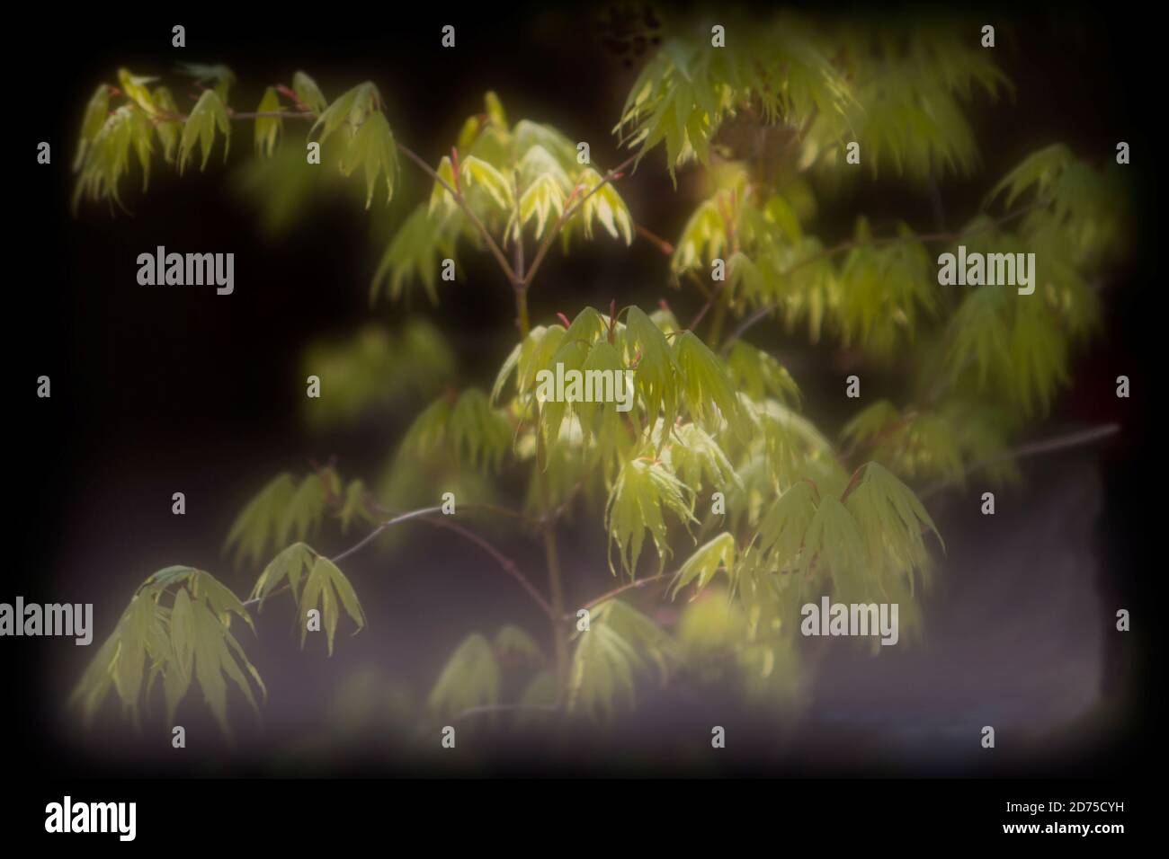 Green acer tree hi-res stock photography and images - Alamy