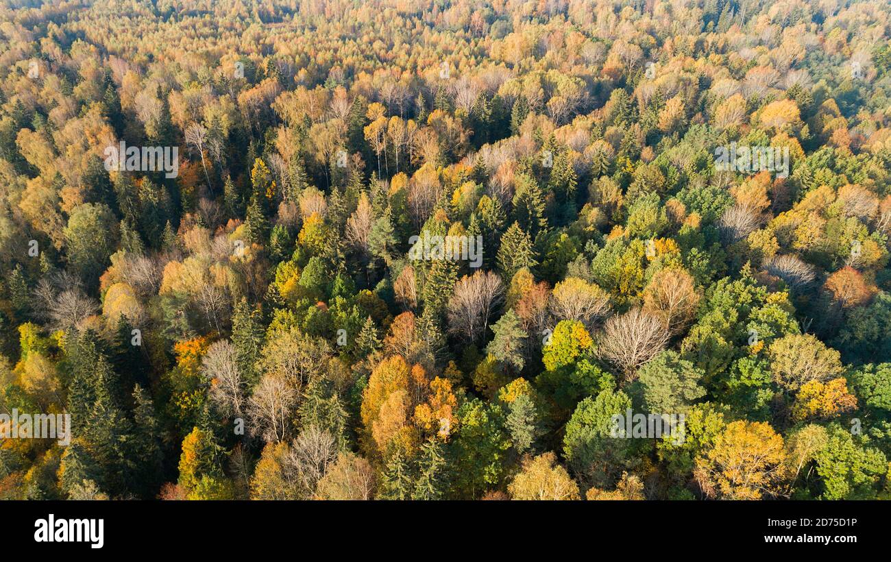 Aerial top view forest, Texture of forest view from above. Autumn ...
