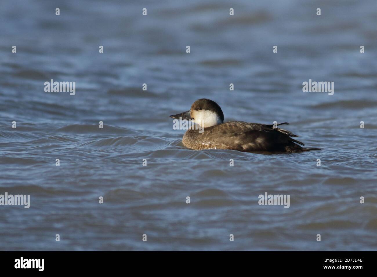 common scoter (Melanitta nigra Stock Photo - Alamy