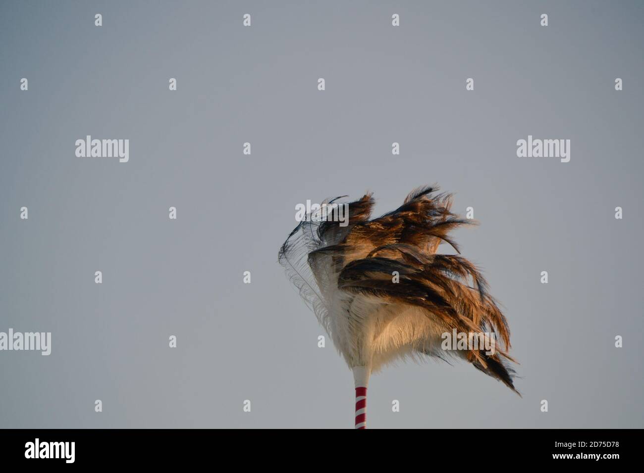 Feather duster bird hi-res stock photography and images - Alamy