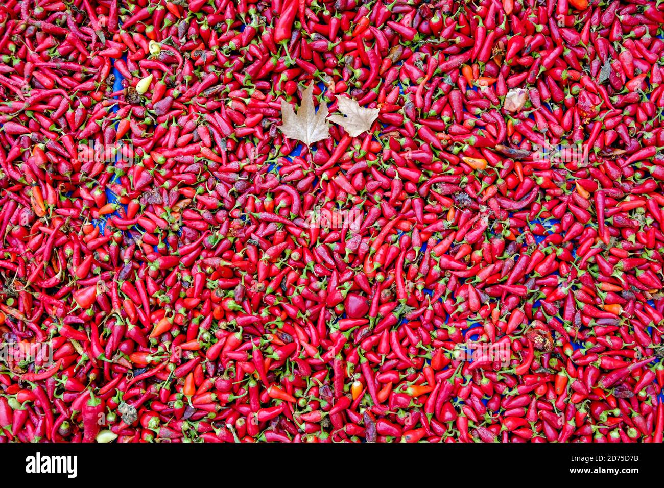 peppers drying outside as traditional Stock Photo - Alamy
