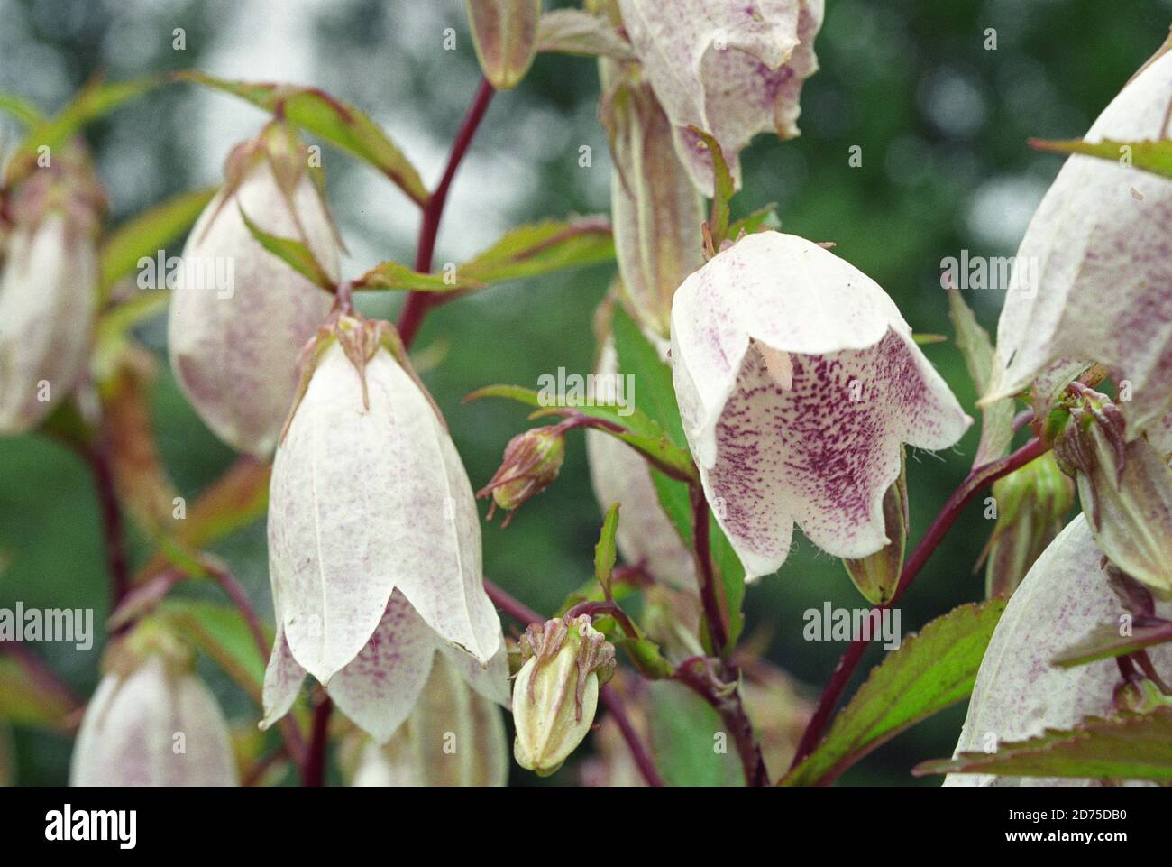 Spotted bellflower (Campanula punctata) flowers, close up shot Stock ...