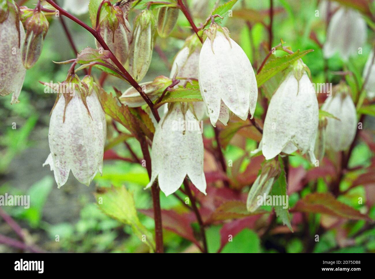 Campanula punctata hi-res stock photography and images - Alamy