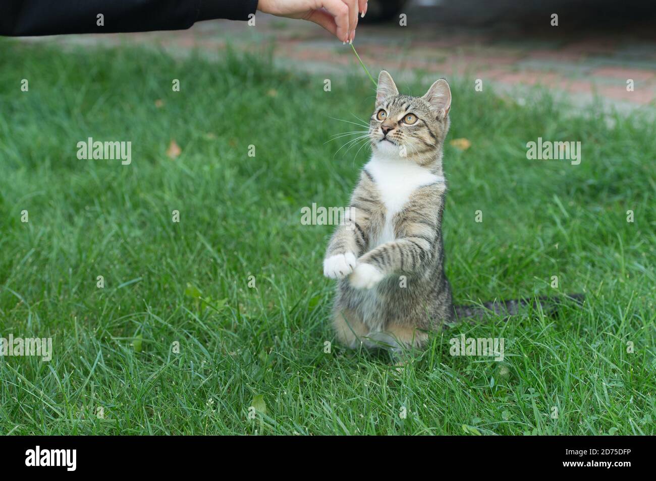 Treating pets. cat play with human hand. fluffy kitten outdoor. outbred ...