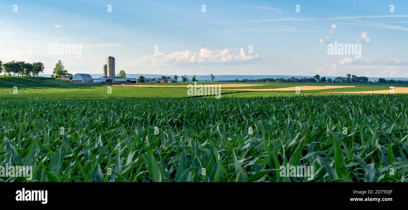 A large corn field with a farm in the background in the light of the ...