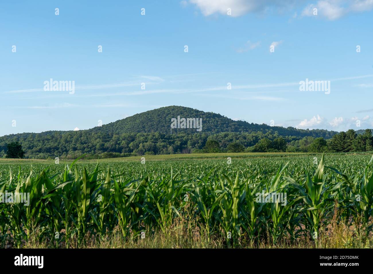 Large corn field hi-res stock photography and images - Alamy