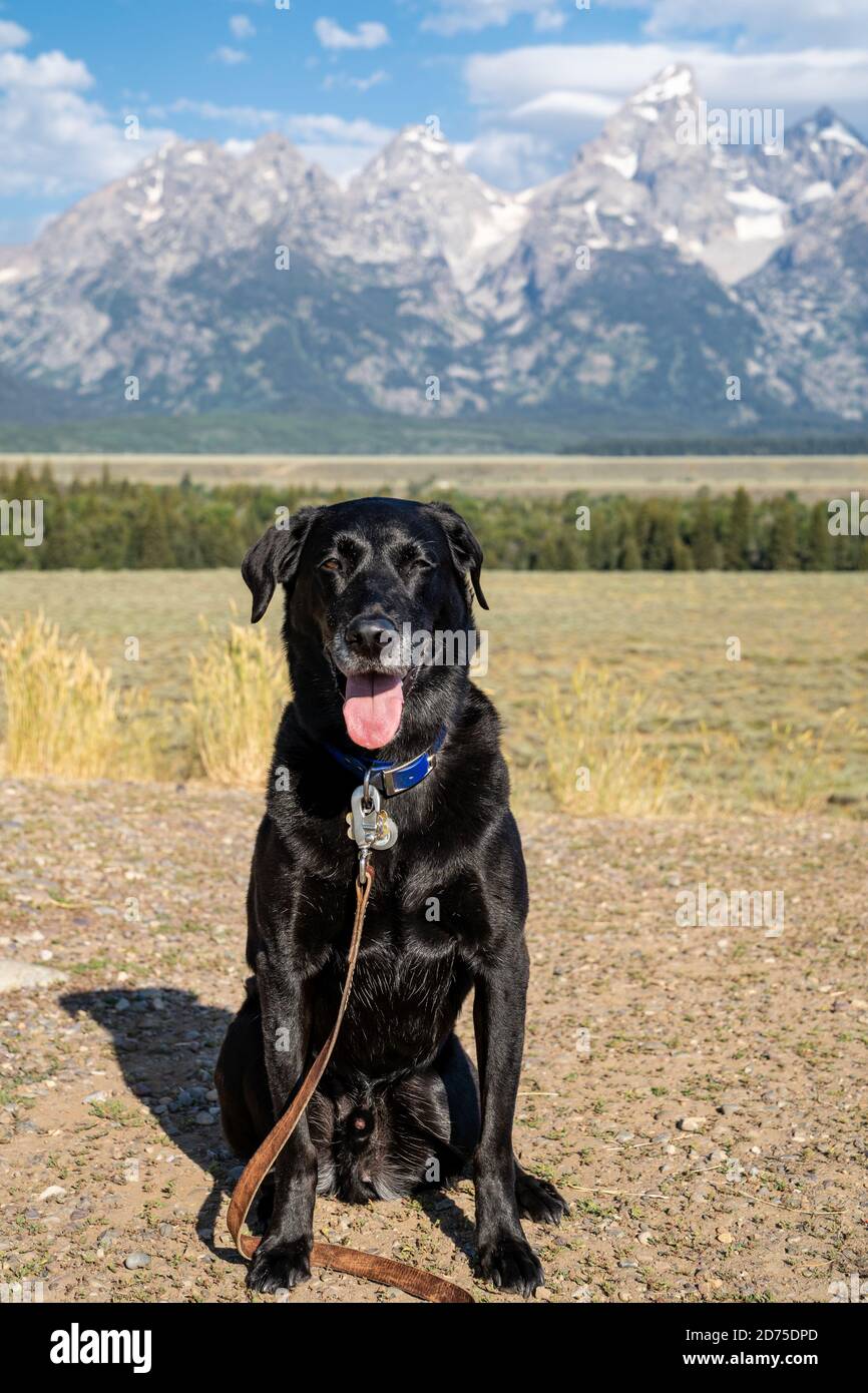 Cute black labrador retriever dog sits and poses in front of the Grand ...