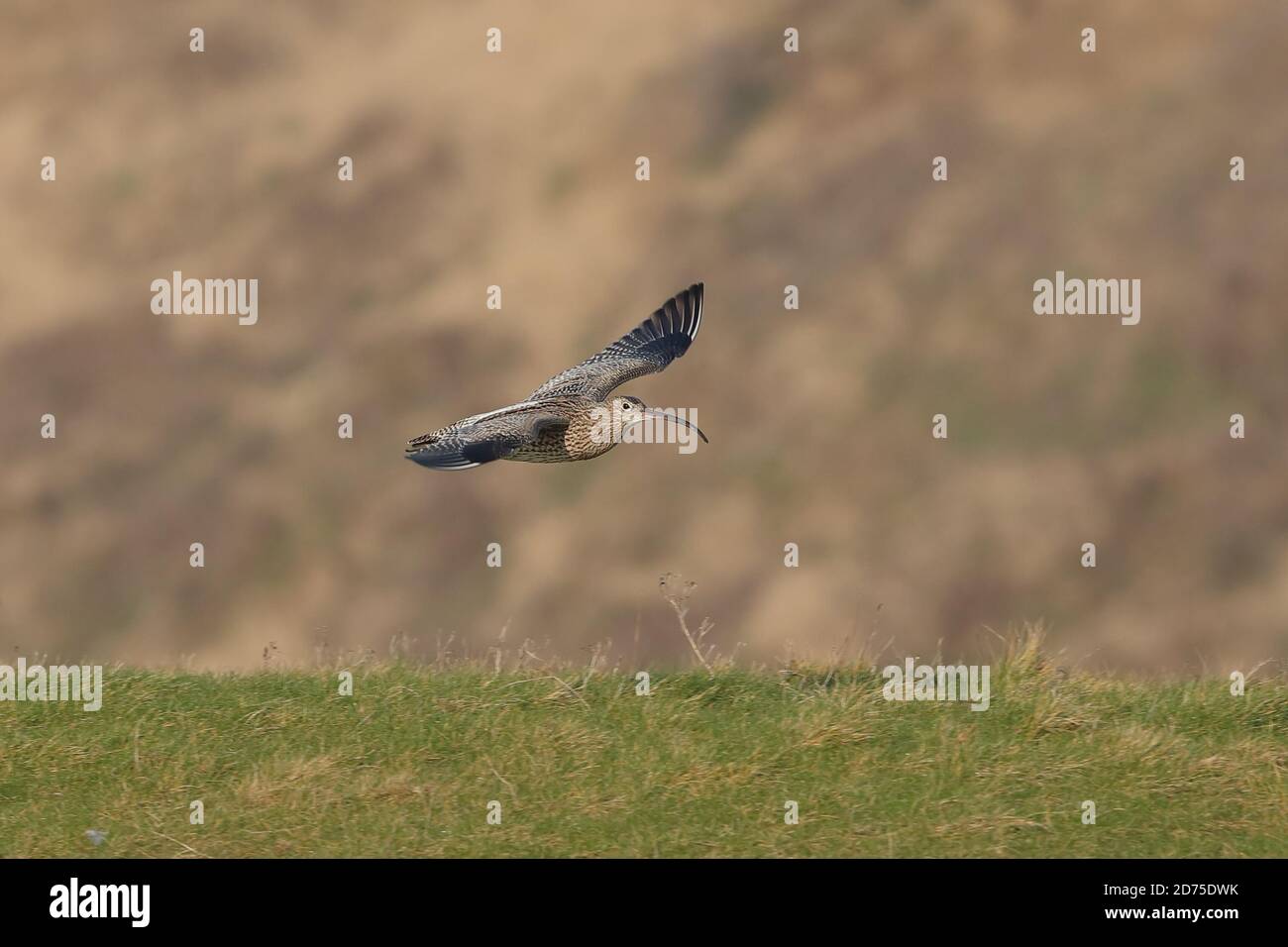 common curlew (Numenius arquata Stock Photo - Alamy
