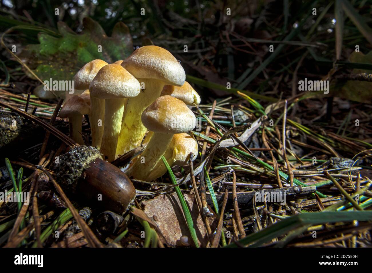 Autumn undergrowth with a group of small yellow and white mushrooms and ...