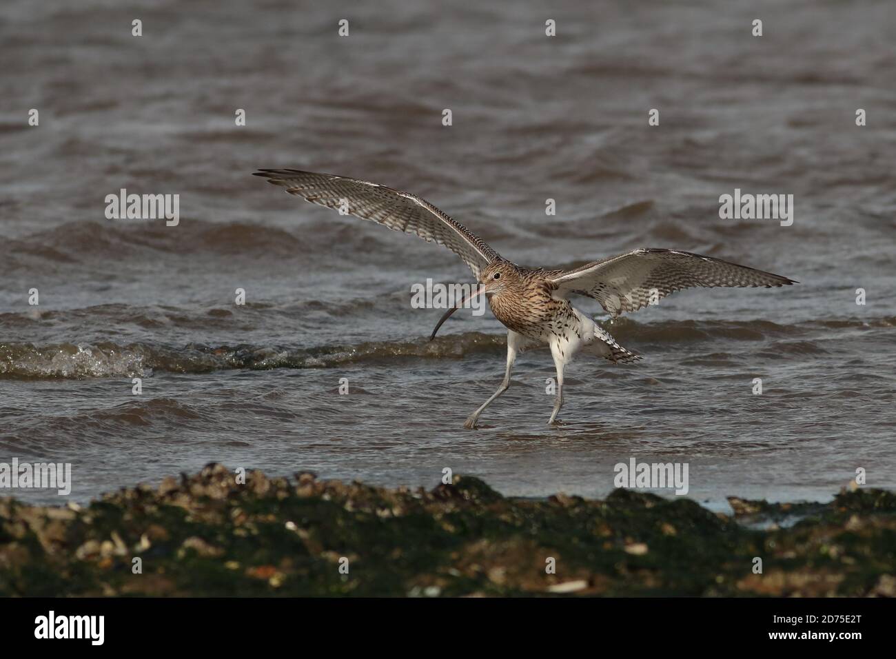 common curlew (Numenius arquata Stock Photo - Alamy