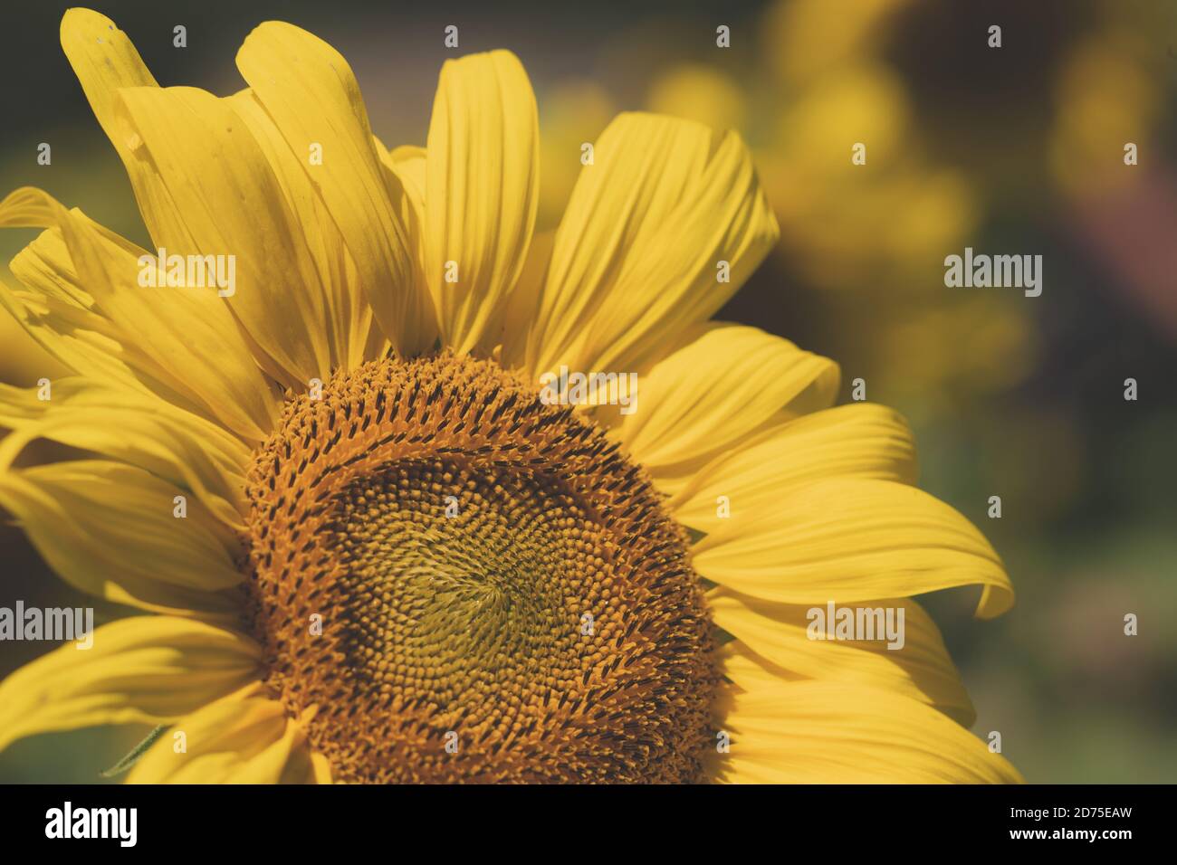 Half a yellow sunflower hi-res stock photography and images - Alamy