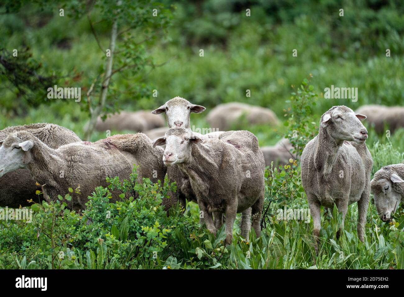 Herd of sheep grazing along the Teton Pass near the Idaho and Wyoming ...