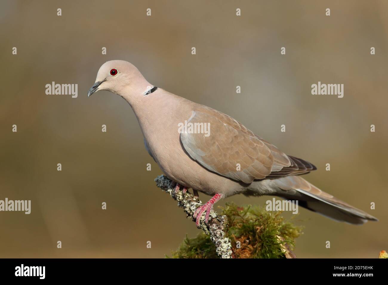 Eurasian collared dove (Streptopelia decaocto Stock Photo - Alamy