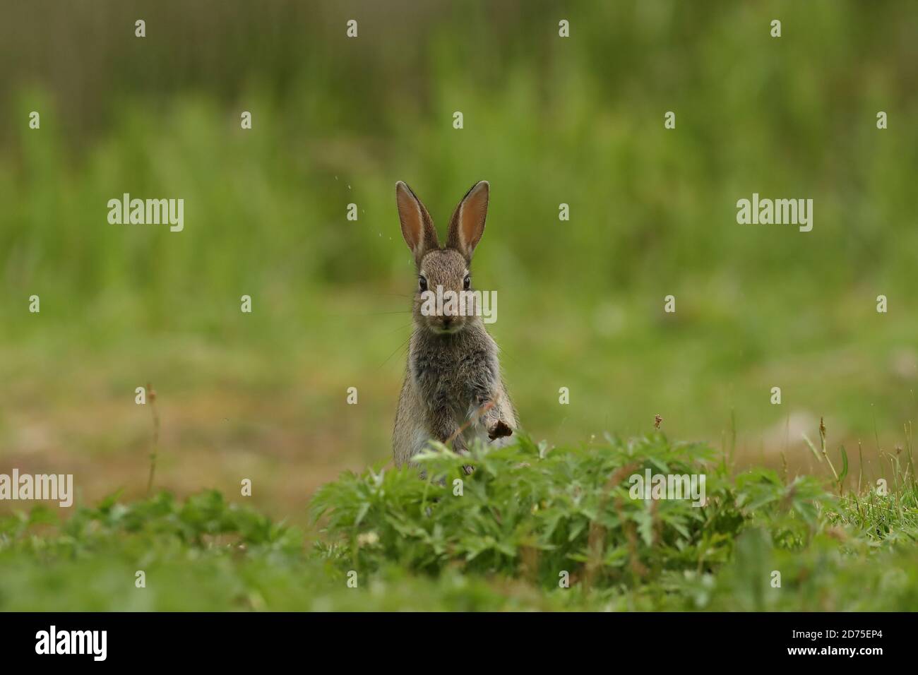 European rabbit ( Oryctolagus cuniculus Stock Photo - Alamy