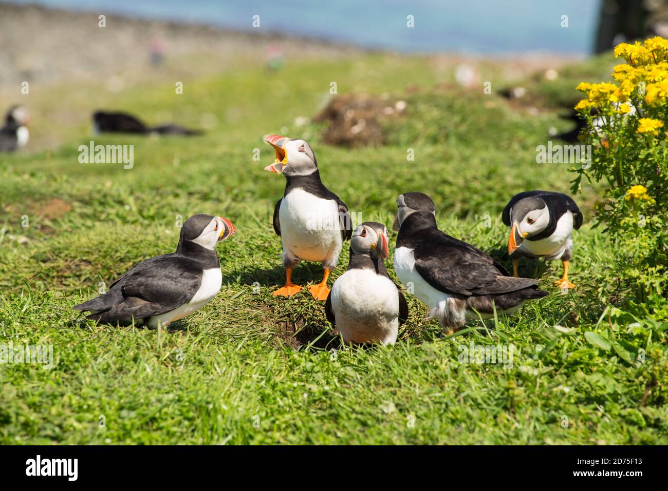 Alcidae family hi-res stock photography and images - Alamy