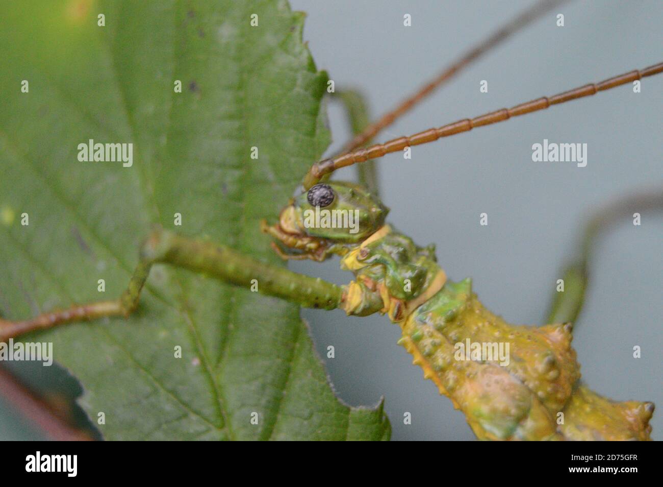 Male Mearnsiana bullosa, stick insect, feeding on bramble leaves Stock ...