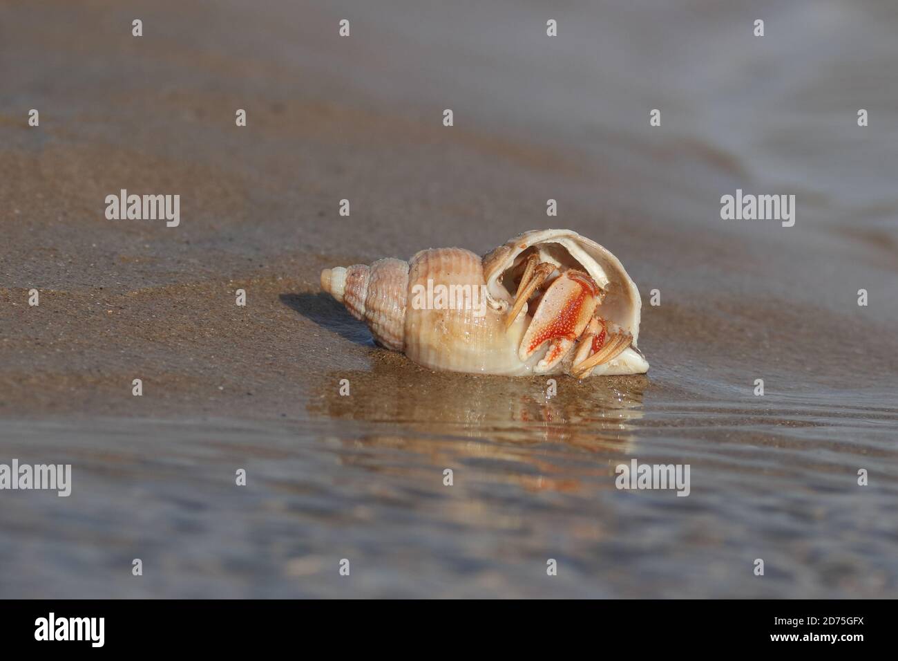 common hermit crab (Pagurus bernhardus Stock Photo - Alamy