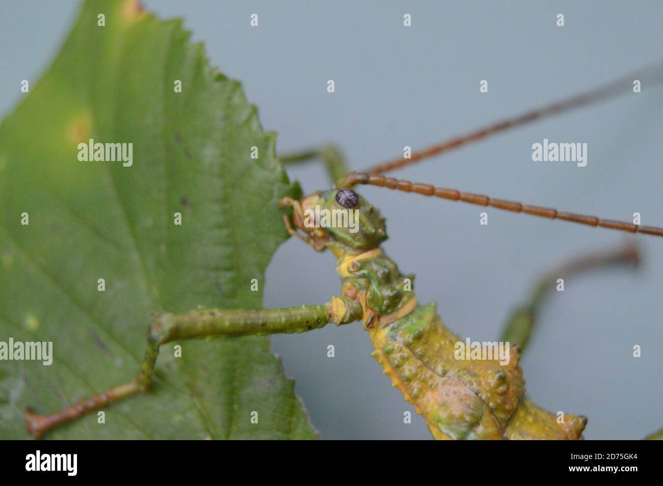 Mearnsiana bullosa hi-res stock photography and images - Alamy