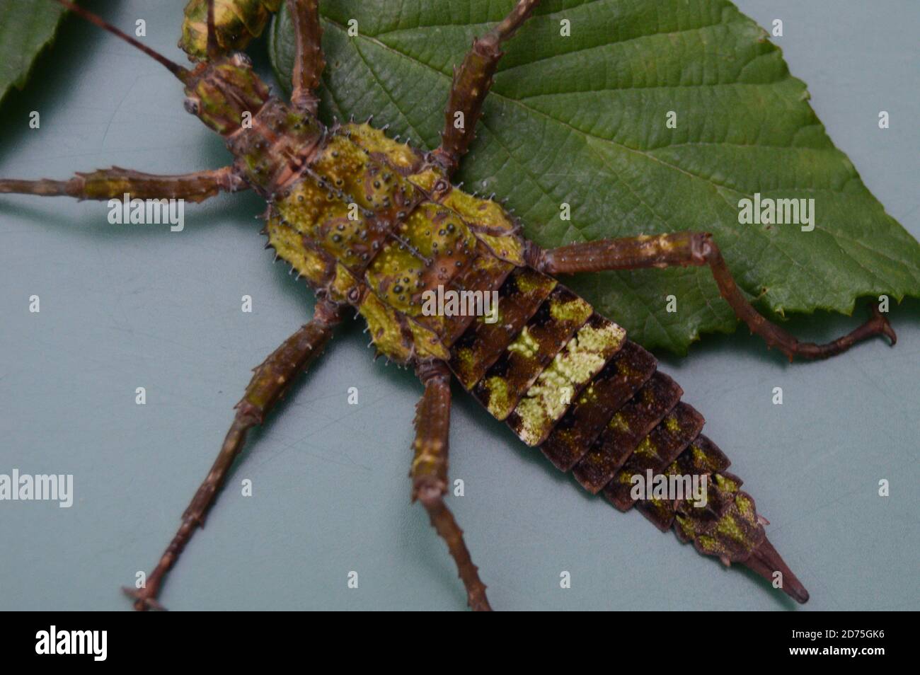 Female Mearnsiana bullosa, stick insect, feeding on bramble leaves ...