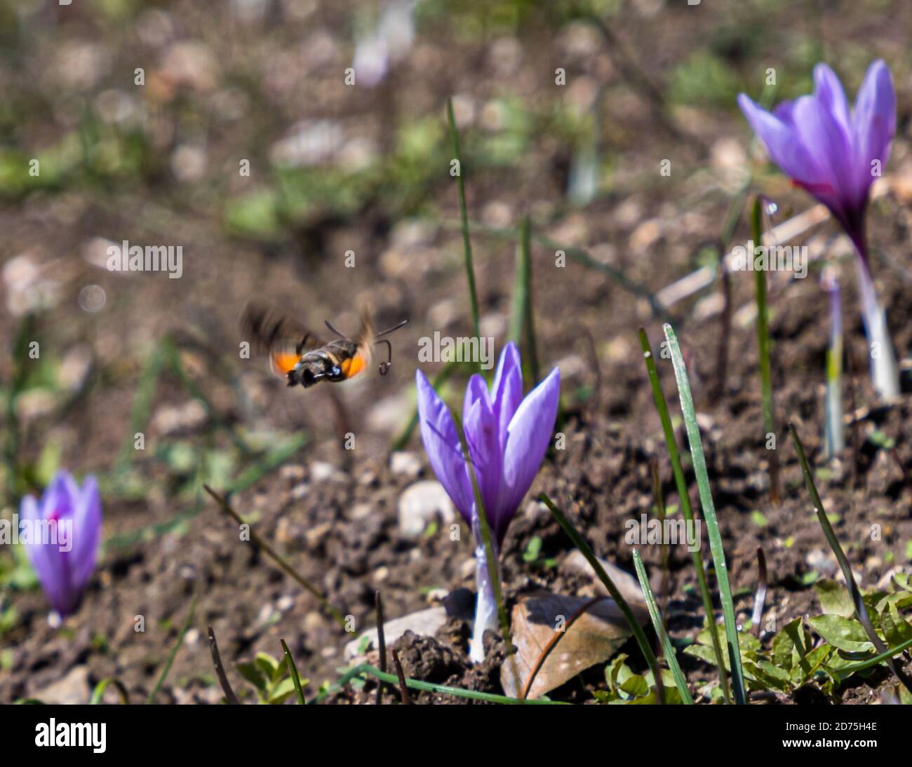 Saffron cultivation, harvest and processing in Mund, Naters ...
