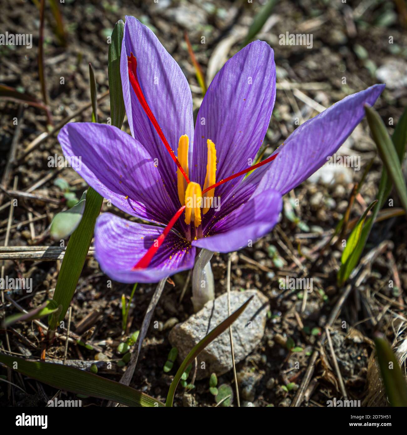 Saffron cultivation, harvest and processing in Mund, Naters ...