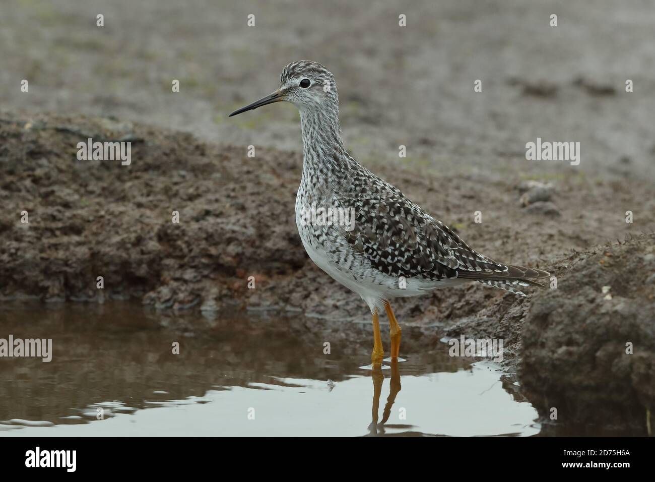 lesser yellowlegs(tringa flavipes Stock Photo - Alamy