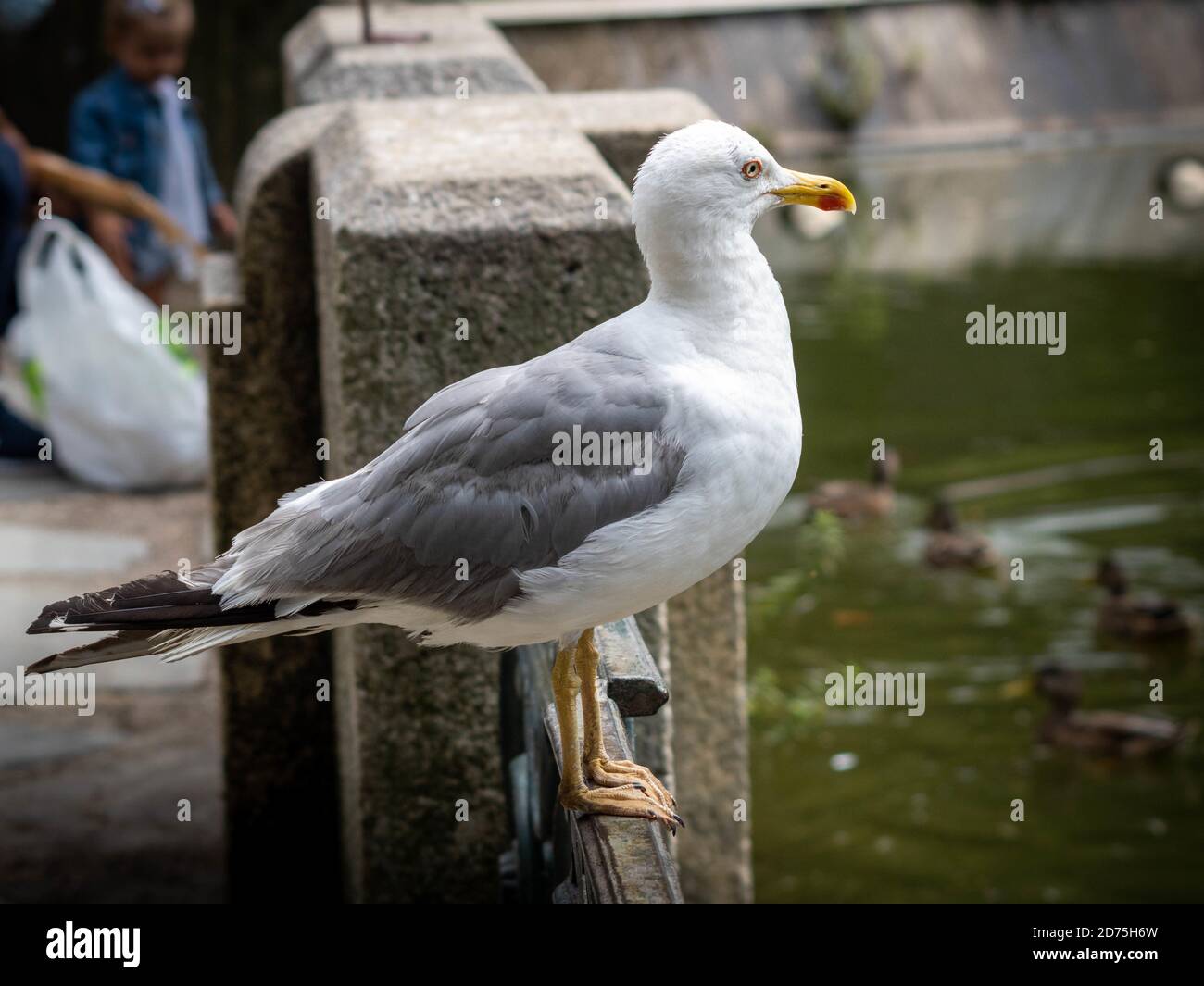 Closeup shot of a seagull perched on a stone wall Stock Photo - Alamy