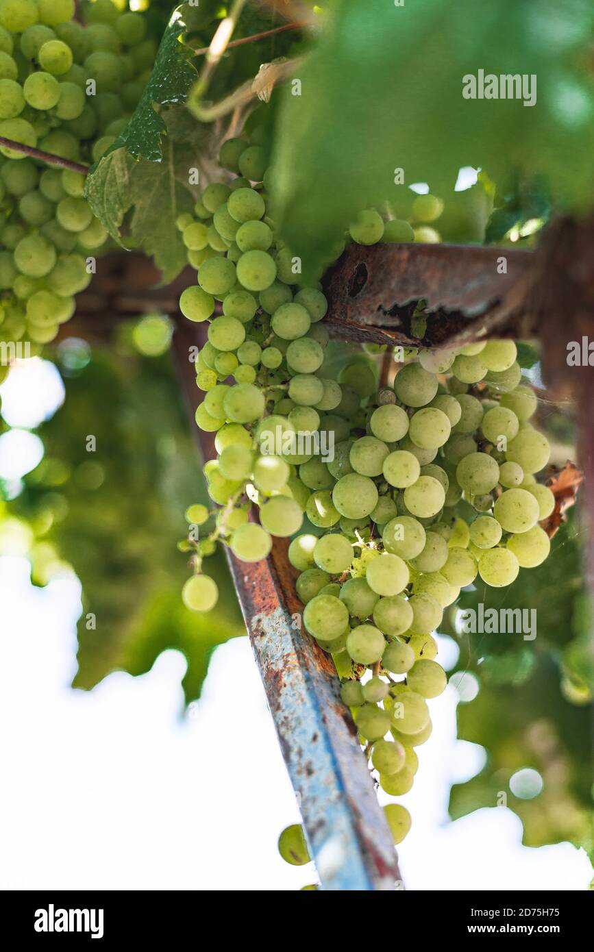 Vertical closeup shot of fresh green grapes in a vineyard Stock Photo ...