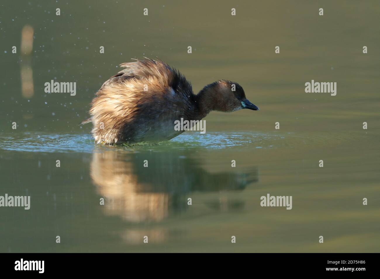 little grebe (Tachybaptus ruficollis Stock Photo - Alamy